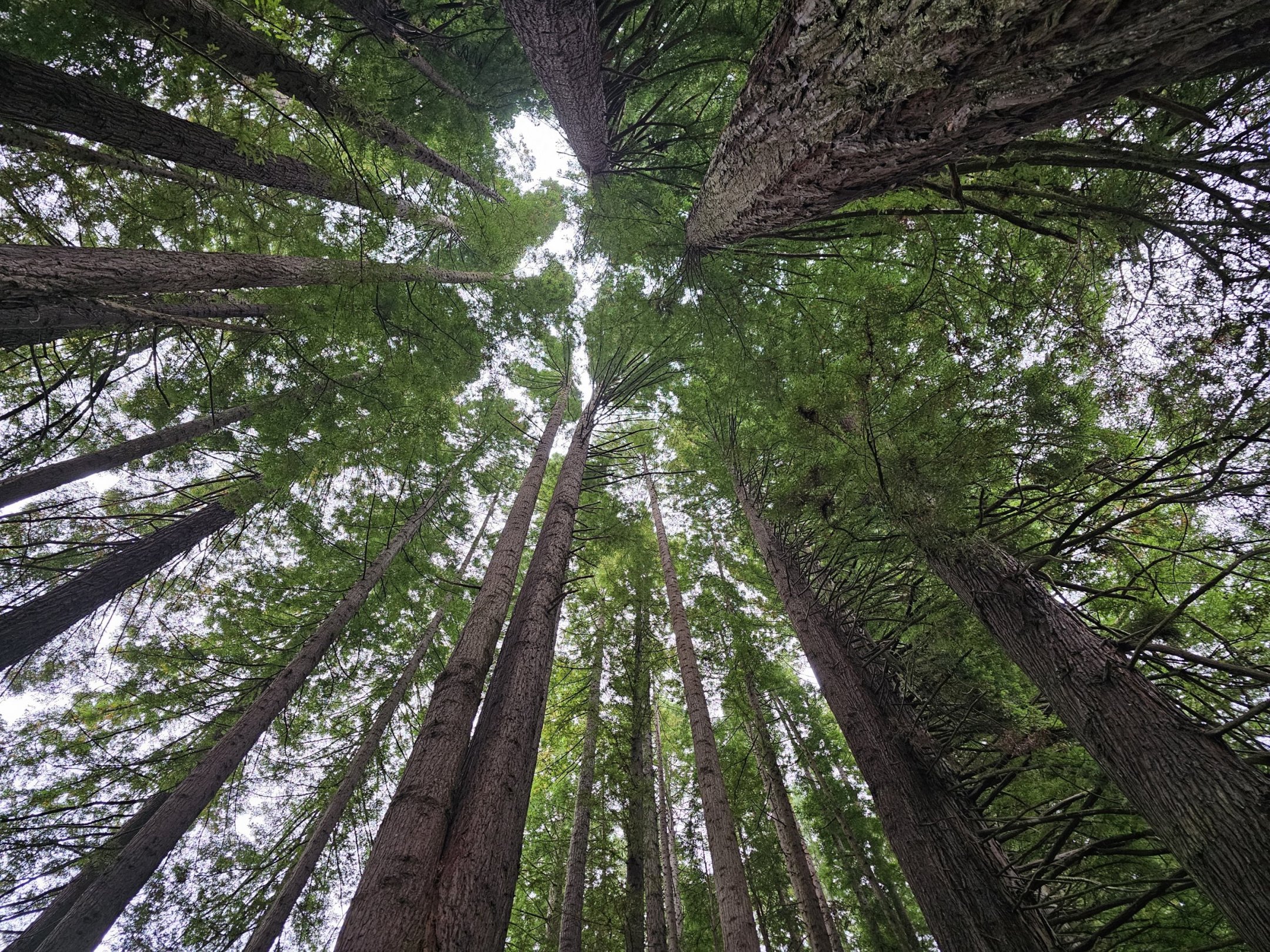 Redwoods Otways, Great Ocean Road - all you need to know