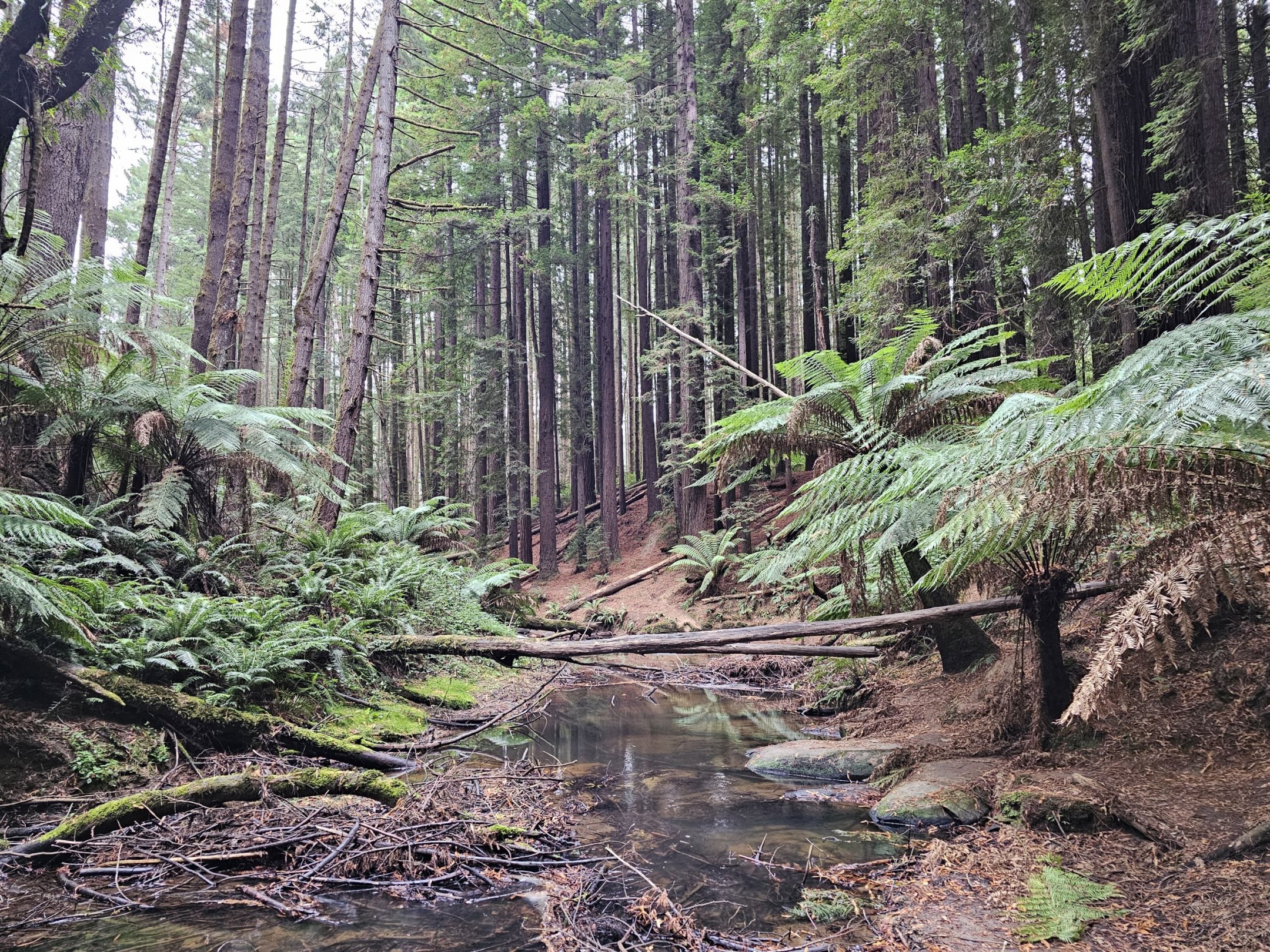 Redwoods Otways, Great Ocean Road - all you need to know