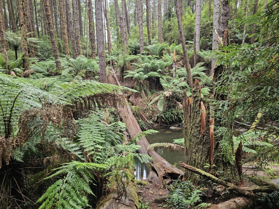 Redwoods Otways, Great Ocean Road - all you need to know