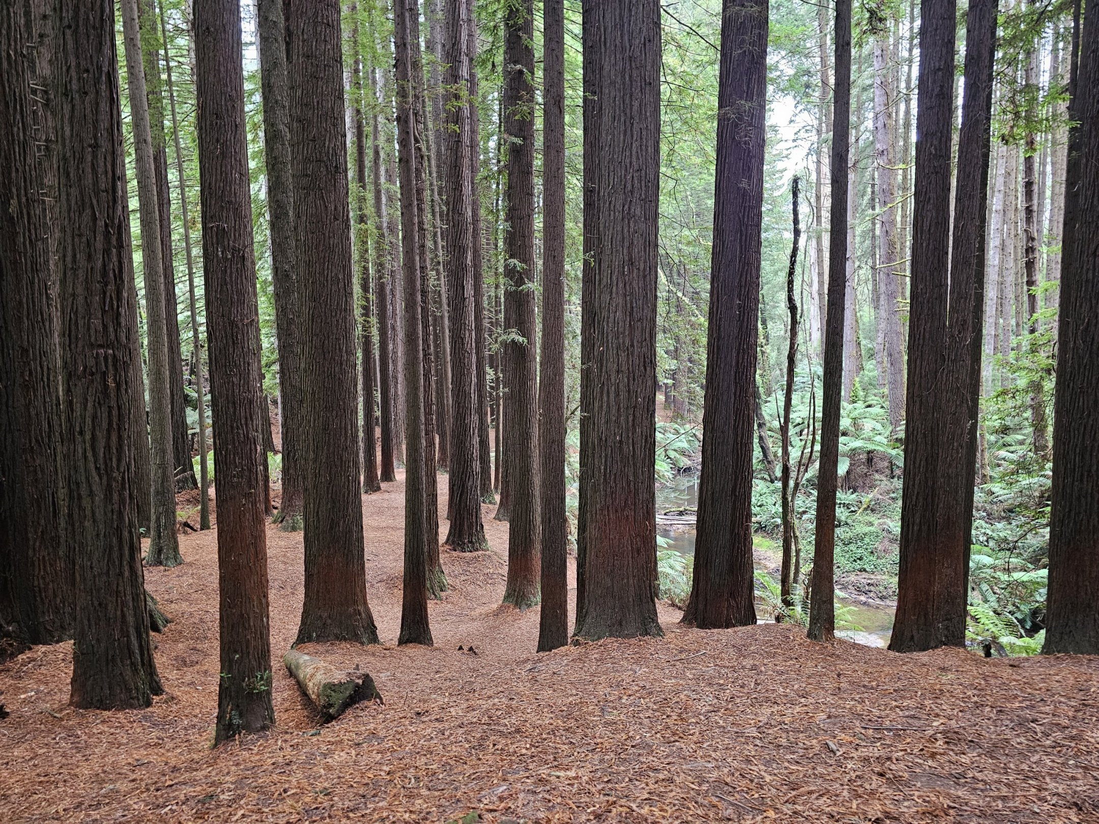 Redwoods Otways, Great Ocean Road - all you need to know