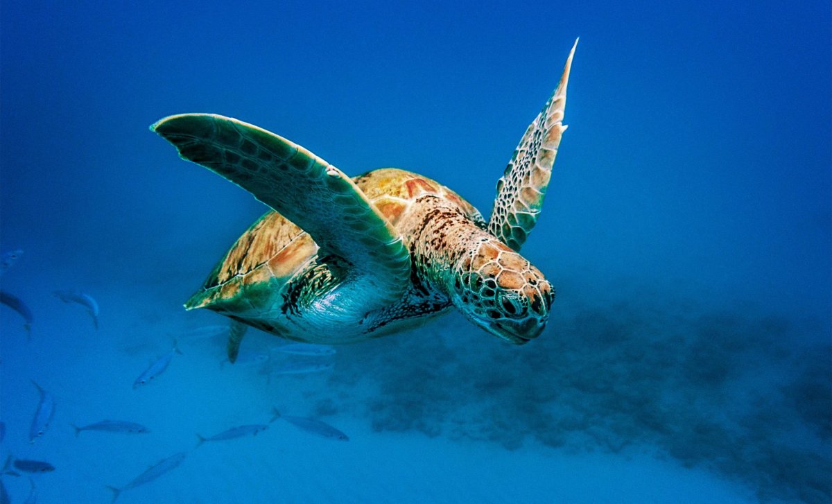 Bridgetown Airport (BGI) - your ultimate guide