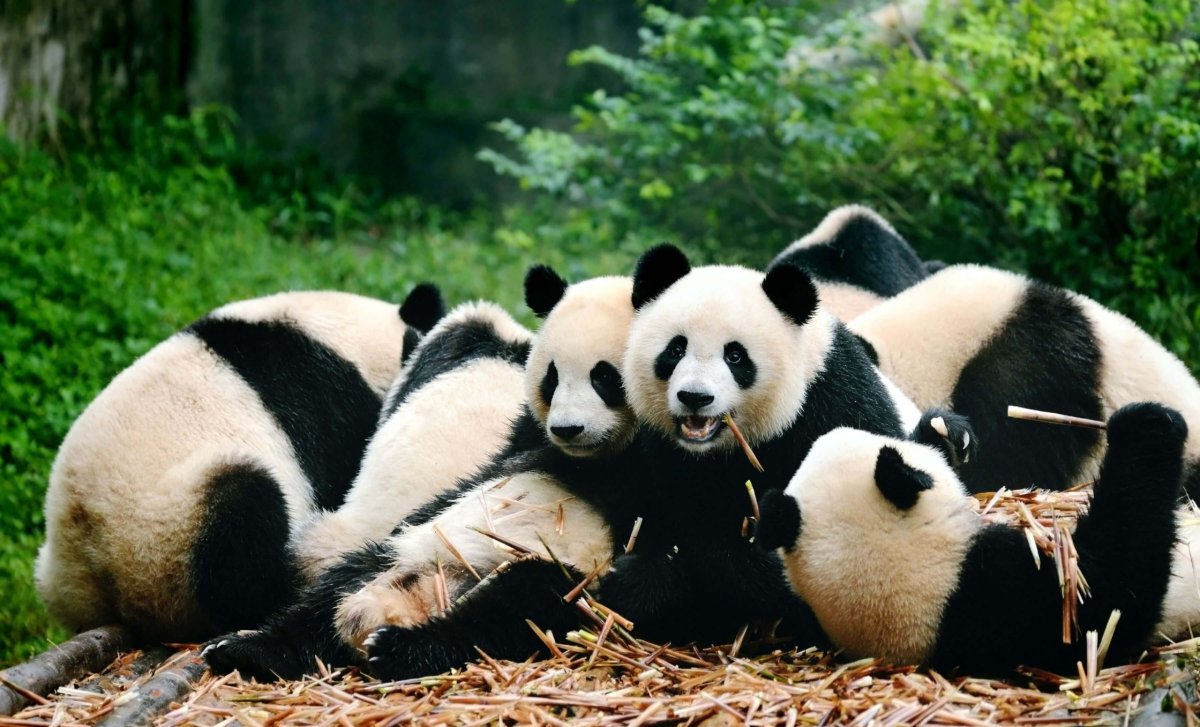 Chengdu Tianfu Airport (TFU) - your ultimate guide