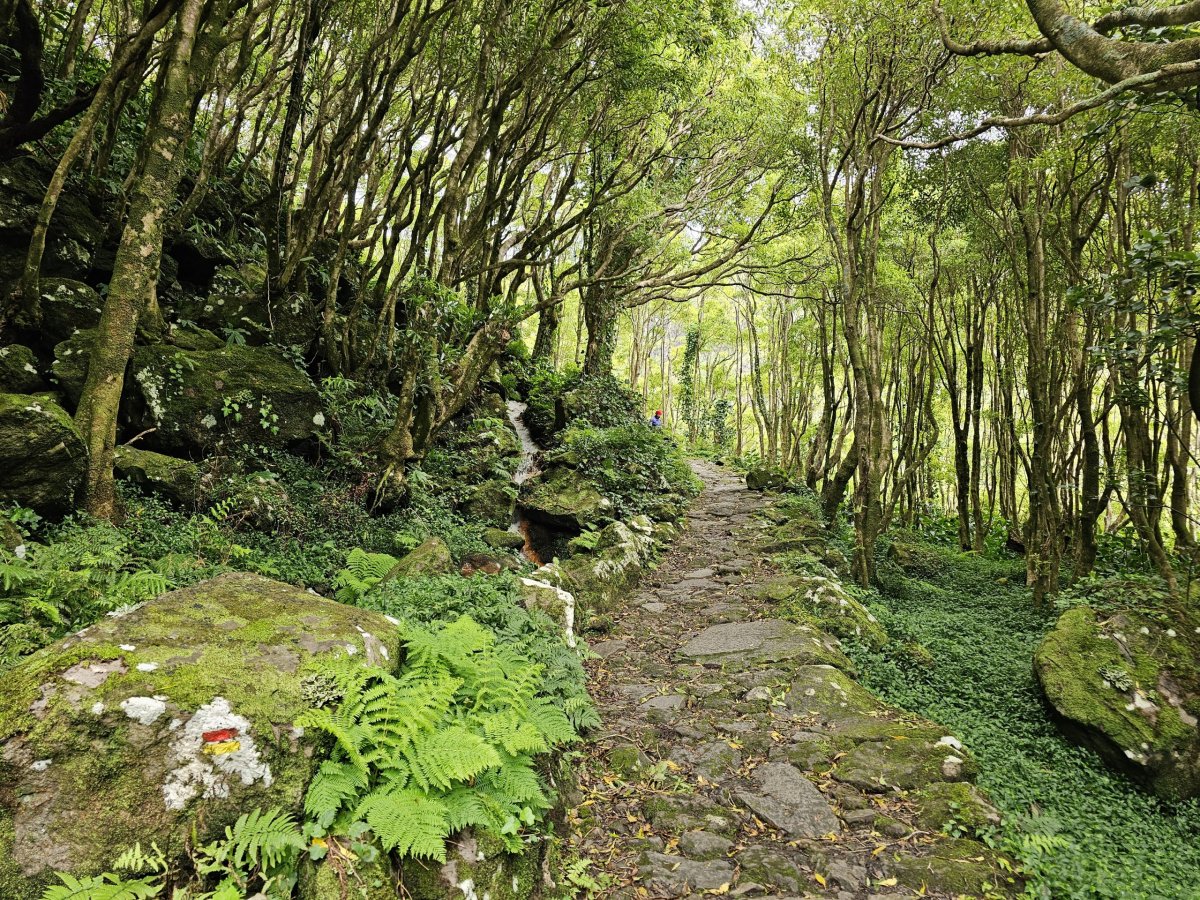 Poço da Ribeira do Ferreiro, Flores - all you need to know