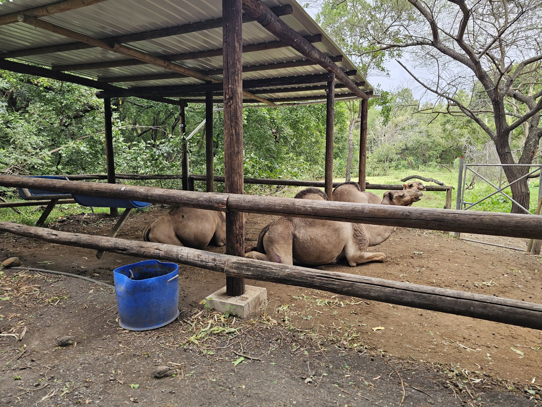 Casela Nature Parks, Mauritius - all you need to know