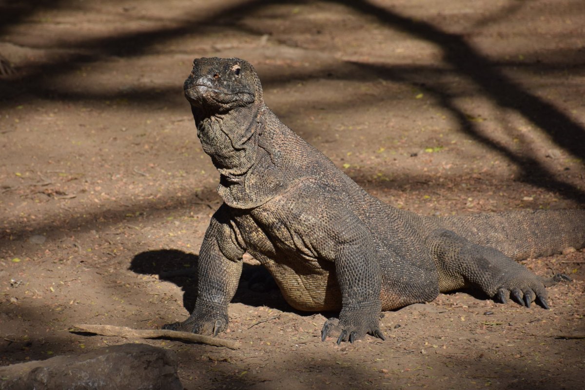 8 best places to see and visit in Komodo Islands (with Map)